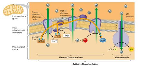 Diagram Of Oxidative Phosphorylation Chemiosmosis Quizlet