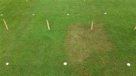 Weather Ideal For Pythium And Brown Patch Center For Turfgrass Science