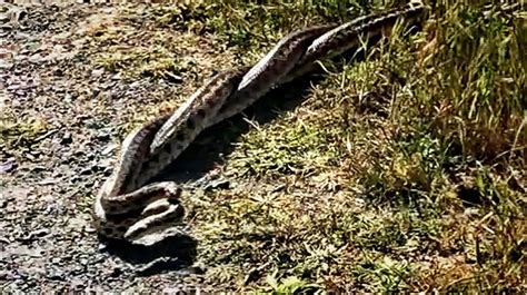 Snake Sex