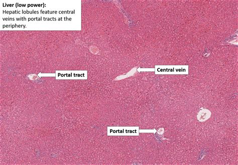 Liver Histology Anatomy And Histopathology Of The Liver