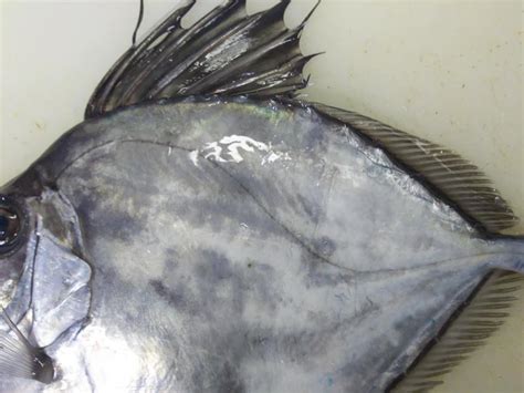 カガミダイ 鏡鯛 とは食べ方と寄生虫アニサキスのリスク有無 魚と野菜のブログ