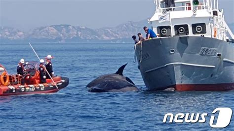 강원 고성 저도어장에서 향고래 사체 떠올라관계당국 수습 중 뉴스1