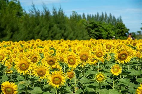 บ้านไร่นายรุ่ง เปิดให้เข้าชมทุ่งดอกทานตะวัน มุมถ่ายรูปสวยกาญจนบุรี