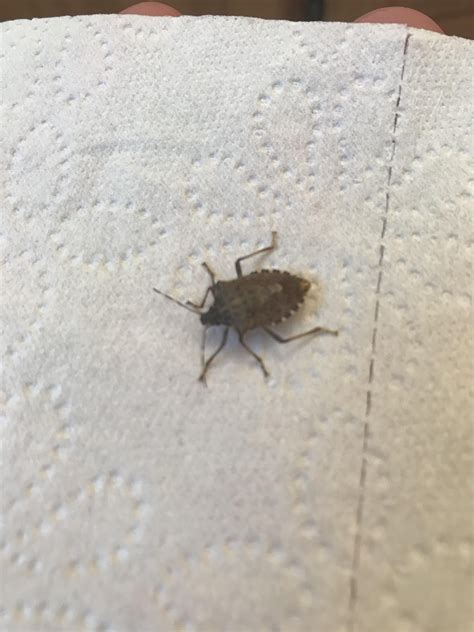 Wood Chip Lookin Bug Rbugidentification