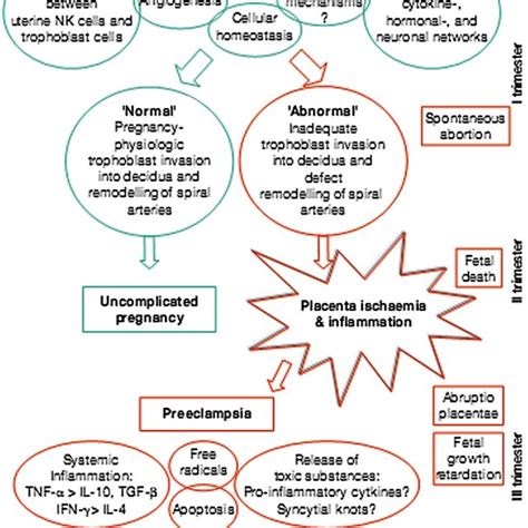 Normal And Abnormal Placental Development 4 Download Scientific Diagram