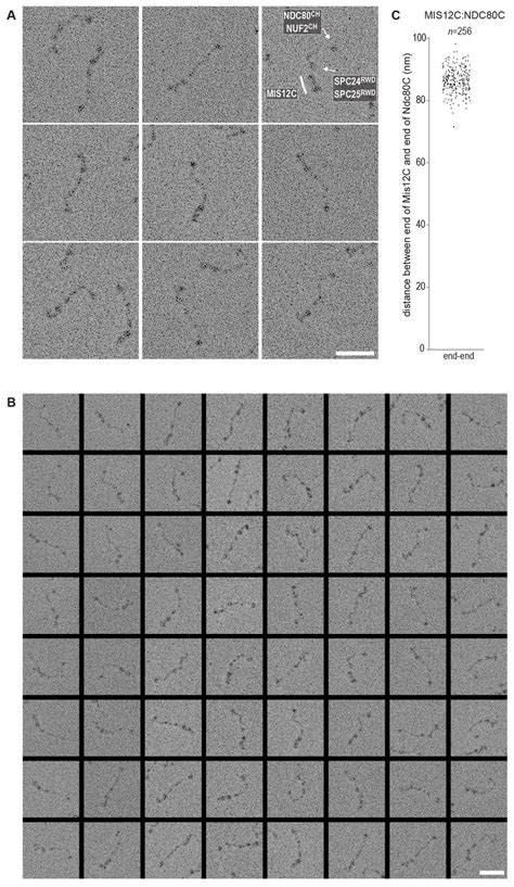 Figures And Data In Molecular Basis Of Outer Kinetochore Assembly On