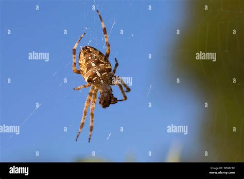 Cross Orbweaver European Garden Spider Cross Spider Araneus Diadematus In Web Germany