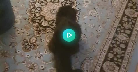 When Your Cat Is Spooked On Command Album On Imgur