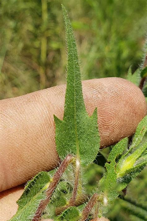 Lanceleaf Ragweed Oklahoma State University