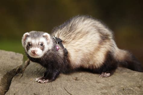 Sable For Sale Ferrets Breed Information Omlet