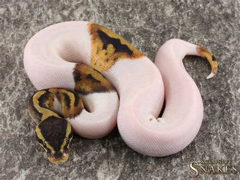 Pastel Piebald Het Desert Ghost 820g 10 2023 Ball Python By Xclusive
