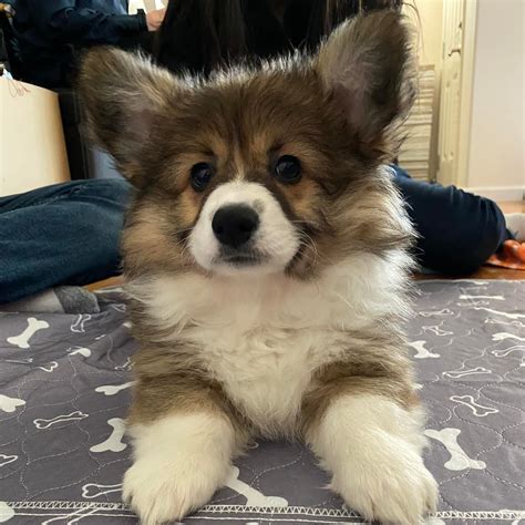 Fluffy Long Haired Corgi Exclusive Offerings At Pembrokes Of Walnut Creek