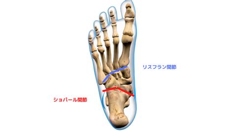 ピラティスで使う足関節の解剖バイオメカニクスまとめ N Pilates Educationピラティスを学び武器にする