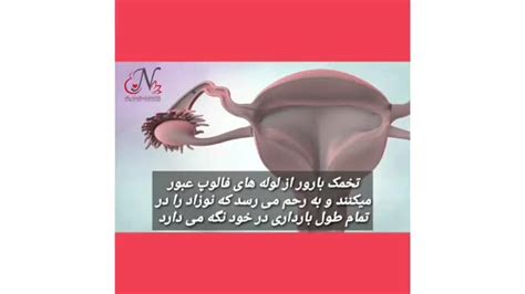 اناتومی دستگاه تناسلی زنان نماشا