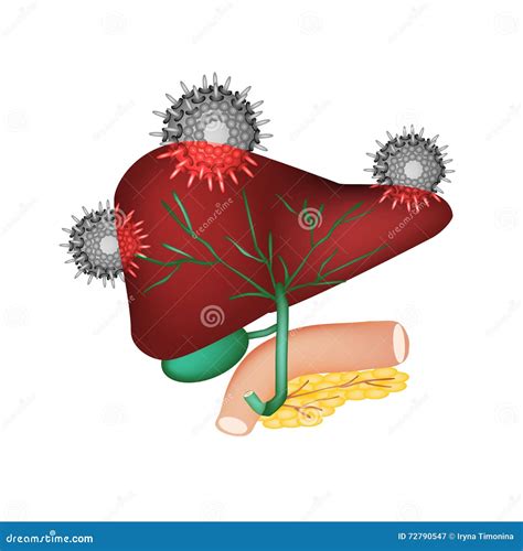 Liver Structure And Anatomical Organ Function Explanation Outline Diagram Vector Illustration