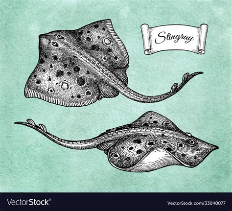 How To Draw A Realistic Stingray
