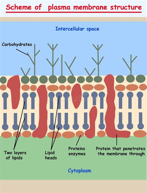 Plasma Membrane Structure Stock Illustrations 916 Plasma Membrane