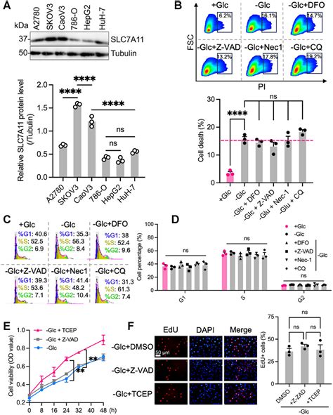 Glucose Deprivation‐induced Disulfidptosis Via The Slc7a11‐inf2 Axis