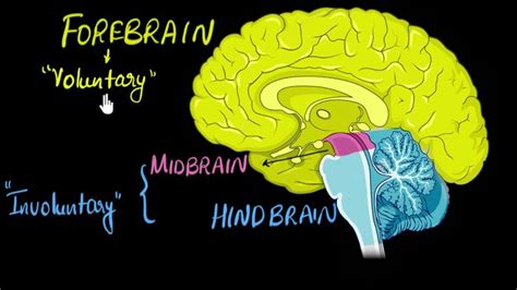 Brain Parts Functions Fore Mid Hind Control Coordination Biology Khan Academy