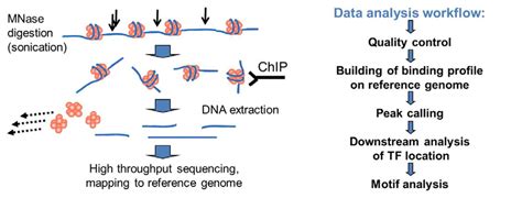 Chip Seq Workflow And Data Analysis Download Scientific Diagram