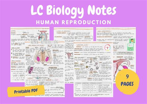 Human Reproduction Notes Leaving Cert Biology Etsy
