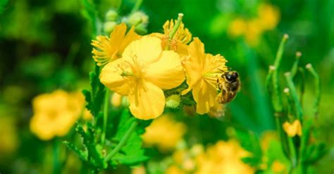 천연물 달맞이꽃 뿌리·배암차즈기항암치료 효능 확인