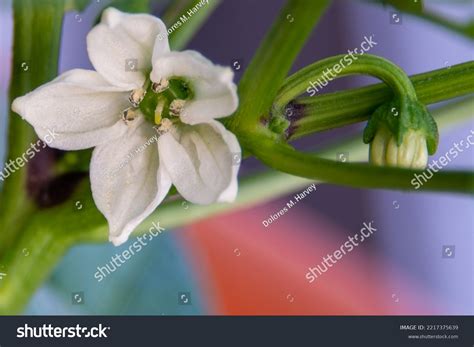 Bell Pepper Flower
