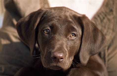 130 Chocolate Lab Names