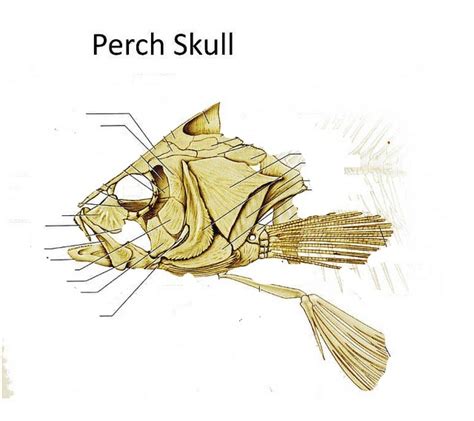 Bioo 310 The Perch Skull Diagram Quizlet