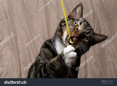 Adult Male Tabby Cat Stock Photo Shutterstock