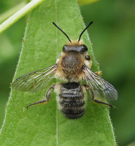 Leafcutter Bee Naturespot