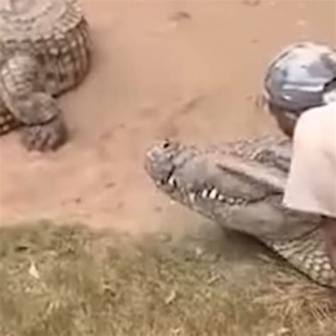 Crocodilo Do Nilo Africano Henry Um Impressionante Crocodilo Do Nilo