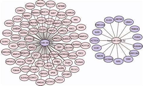 The Network Between The Mirnas And The Corresponding Target Genes