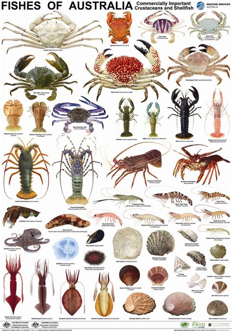 Poster Crustacean Species Marine Animals Fish Chart Animals