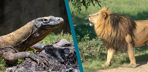 Basilisk Lizard Characteristics Diet Facts And More Fact Sheet