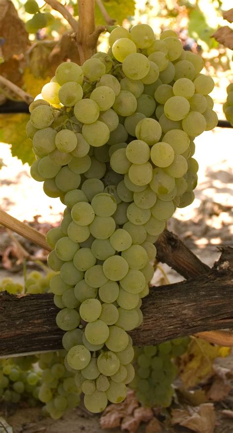 foundation plant services