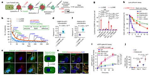 Nature：磷酸肌醇信号通路介导溶酶体快速修复 中科脂典