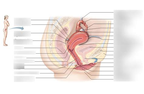 Female Reproductive Organs Part 1 Diagram Quizlet