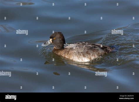 Female Lesser Scaup Duck At Delta BC Canada Stock Photo Alamy