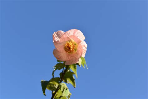 무료 이미지 하늘 꽃잎 수분 조절제 작은 가지 장미 가족 꽃 피는 식물 초본 식물 장미의 주문 화분 장미 꽃 일본 말미잘 연간 공장 복숭아 매크로