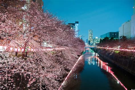 說什麼也要去一次！東京前五名賞櫻景點：目黑川 Matcha 欣傳媒旅遊頻道