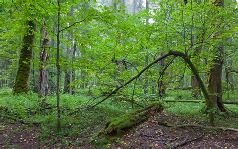 Star Tree Services On Linkedin Trees Stabilization Landscaping