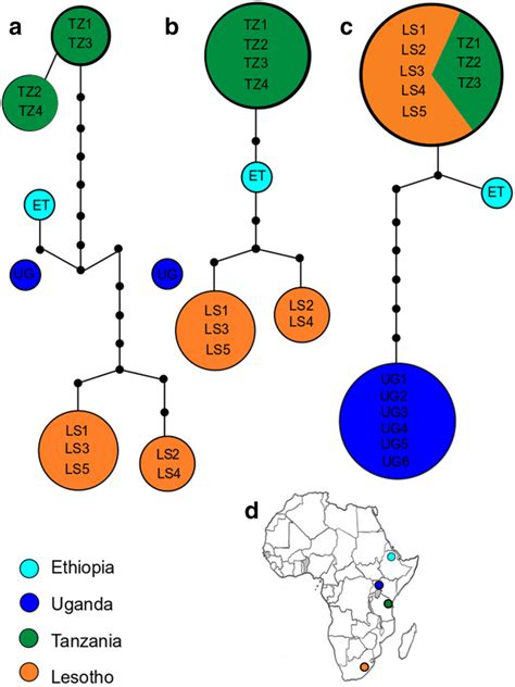 Tcs Maximum Parsimony Network Of Galba Mweruensis Based On Cox1 A