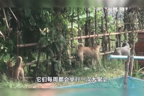 狗狗集体大聚会主人不淡定了狗狗都是小场面放宽心 狗狗 大聚会 主人