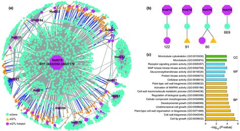 Construction Of Eqtl Regulatory Network Involving Of Eqtl Hotspots A