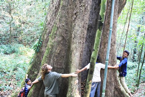 3 Days Trek Gibbon Trail In Vieng Phoukha Phou Iu Travel And Ecotourism Laos