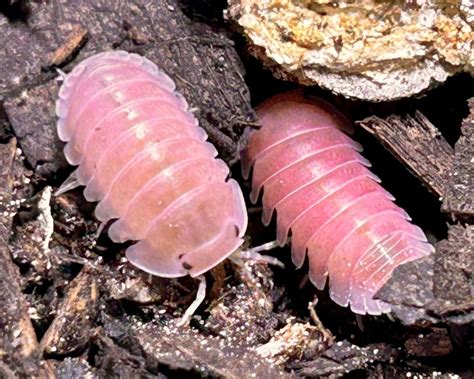 Cubaris Isopods Richards Inverts