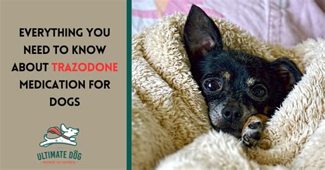 Trazodone For Dogs Uses Side Effects And Natural Alternatives
