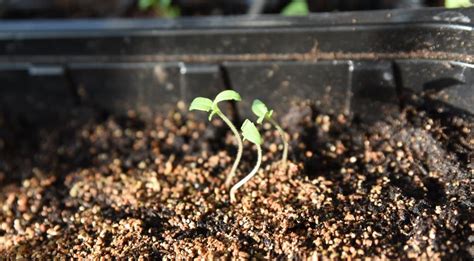 პომიდვრის ჩითილის დაკალმება აპრილის შუა რიცხვებსა და მაისში