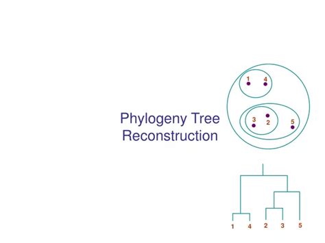 Ppt Phylogeny Tree Reconstruction Powerpoint Presentation Free